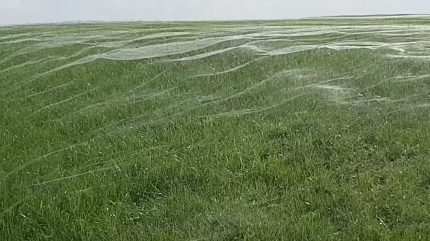 Incredible Footage Shows Entire Park Covered With Thousands Of Spiders ...
