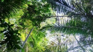 Plans Unveiled To Start Replanting The Amazon Rainforest
