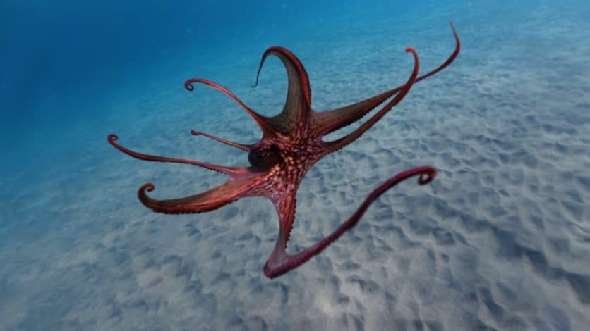 Octopuses Are More Social When High On MDMA, Research Suggests