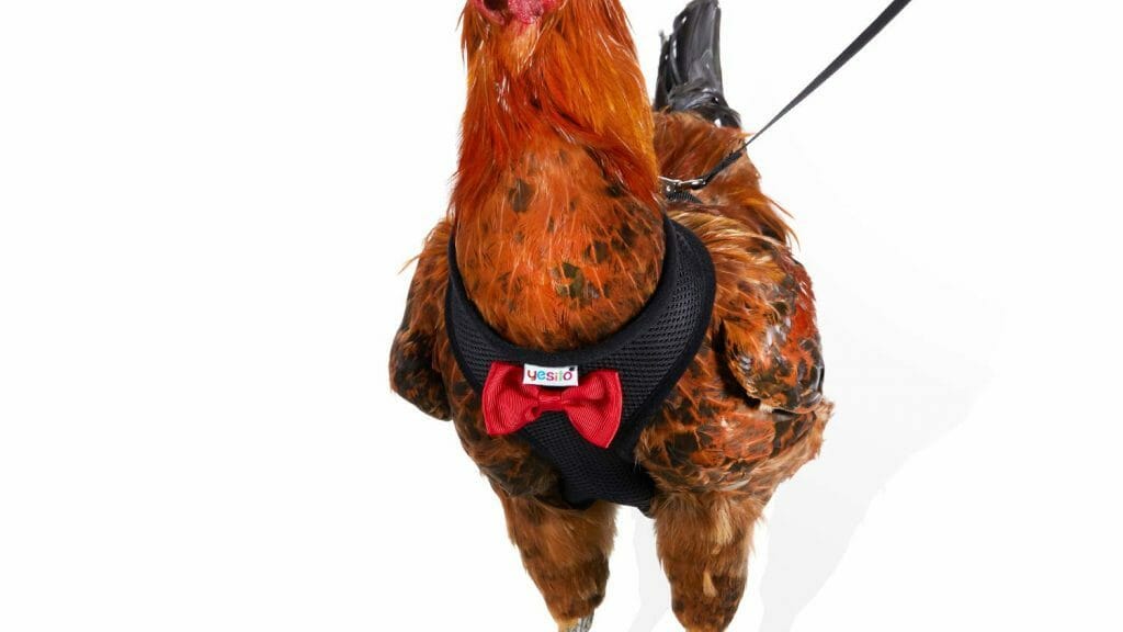 The Chicken Can Now Cross The Road Safely, Thanks To This Harness