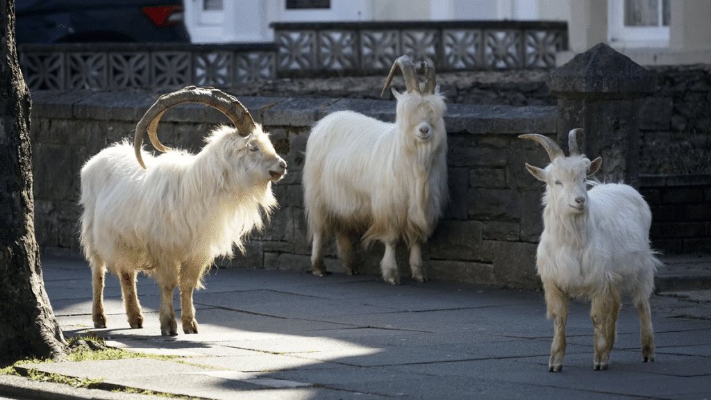 Goats Storm Quarantined Town in Welsh Takeover
