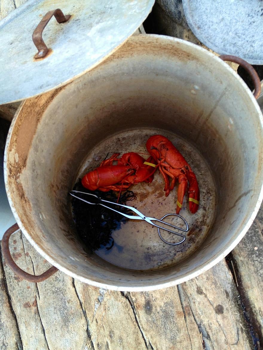'Boiling Lobsters Alive Should Be Banned,' Says British Veterinary ...