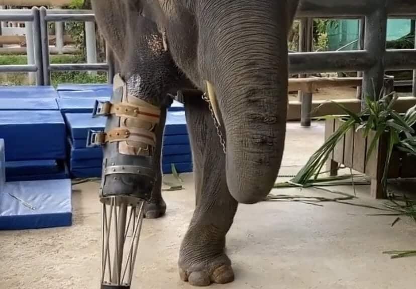‘Jungle Doctor’ Makes Prosthetics For Elephant Amputees - Trill Mag