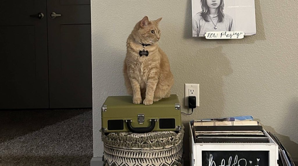 Independent In My Twenties, With a Cat :What I Learned About Support